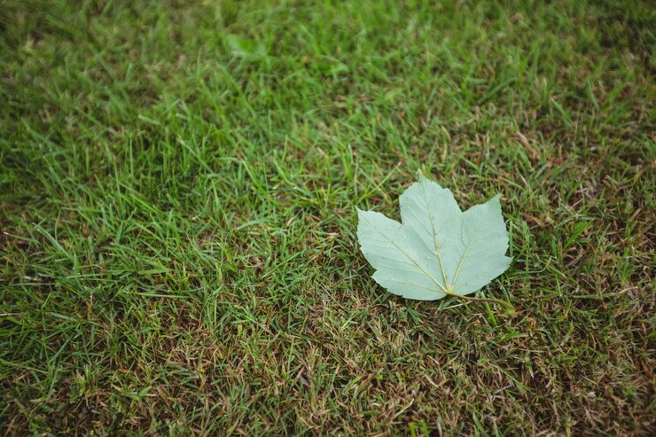 How To Fix Common Lawn Problems: Weeds, Brown Spots, And Pests