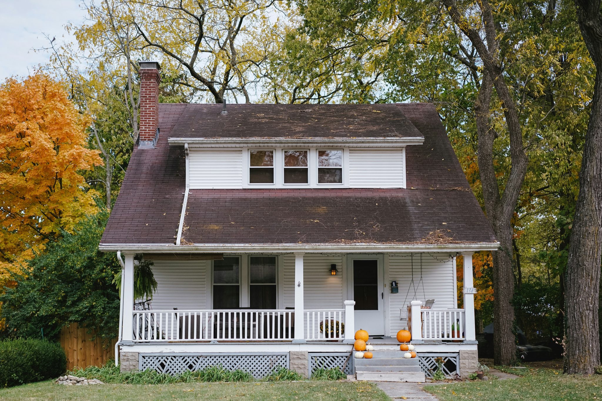How Tree Roots Can Damage Your Pipes (And What to Do About It)